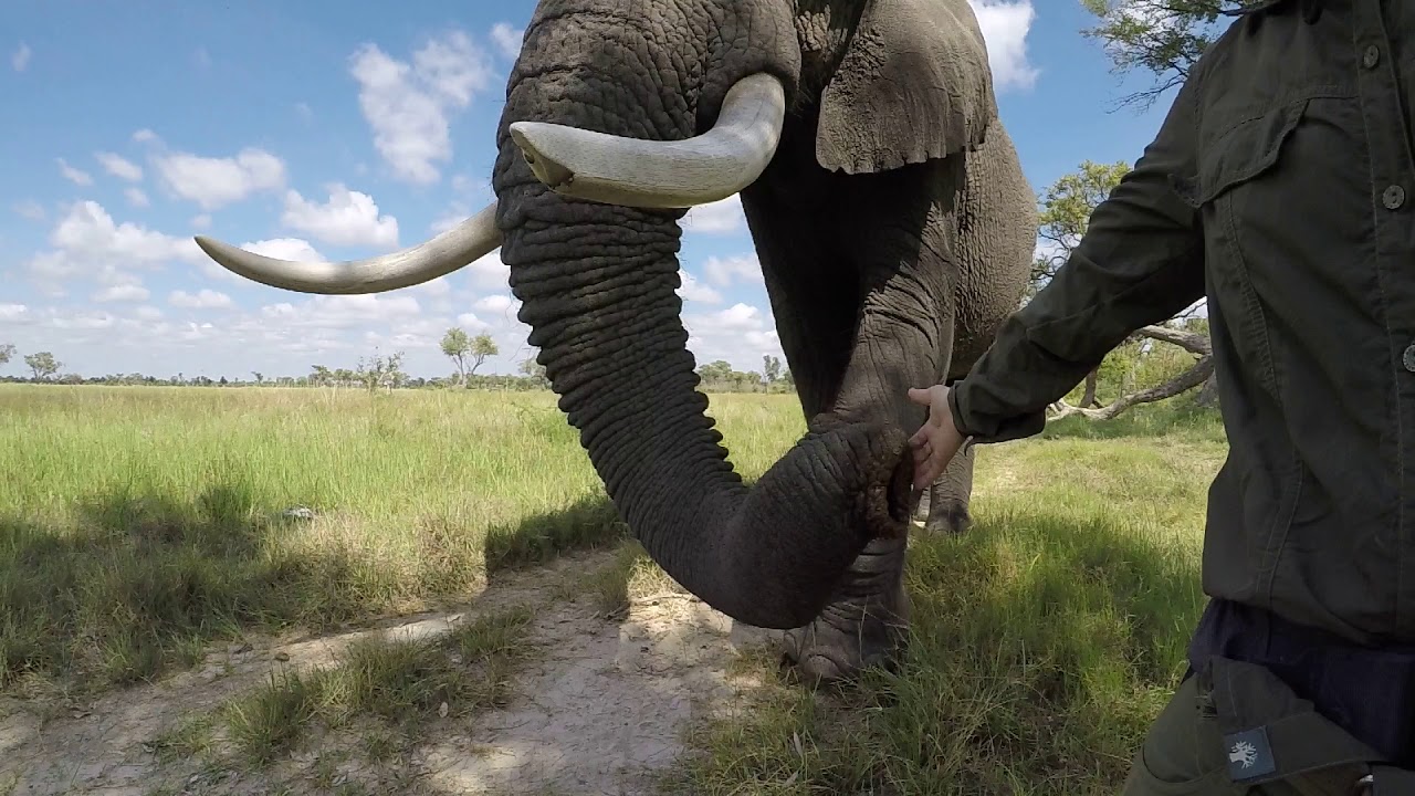 Walking with Jabu the Elephant! Living With Elephants Foundation ...