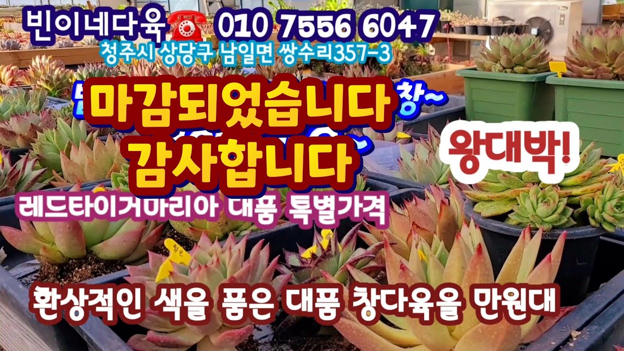 마감 환상적인 색을품은 대품 창다육밭에서 키운 다육 뽑아드려요핑크뷰티 유럽마리아 레드 헬리아 상부련 블랙에보니등레드타이거