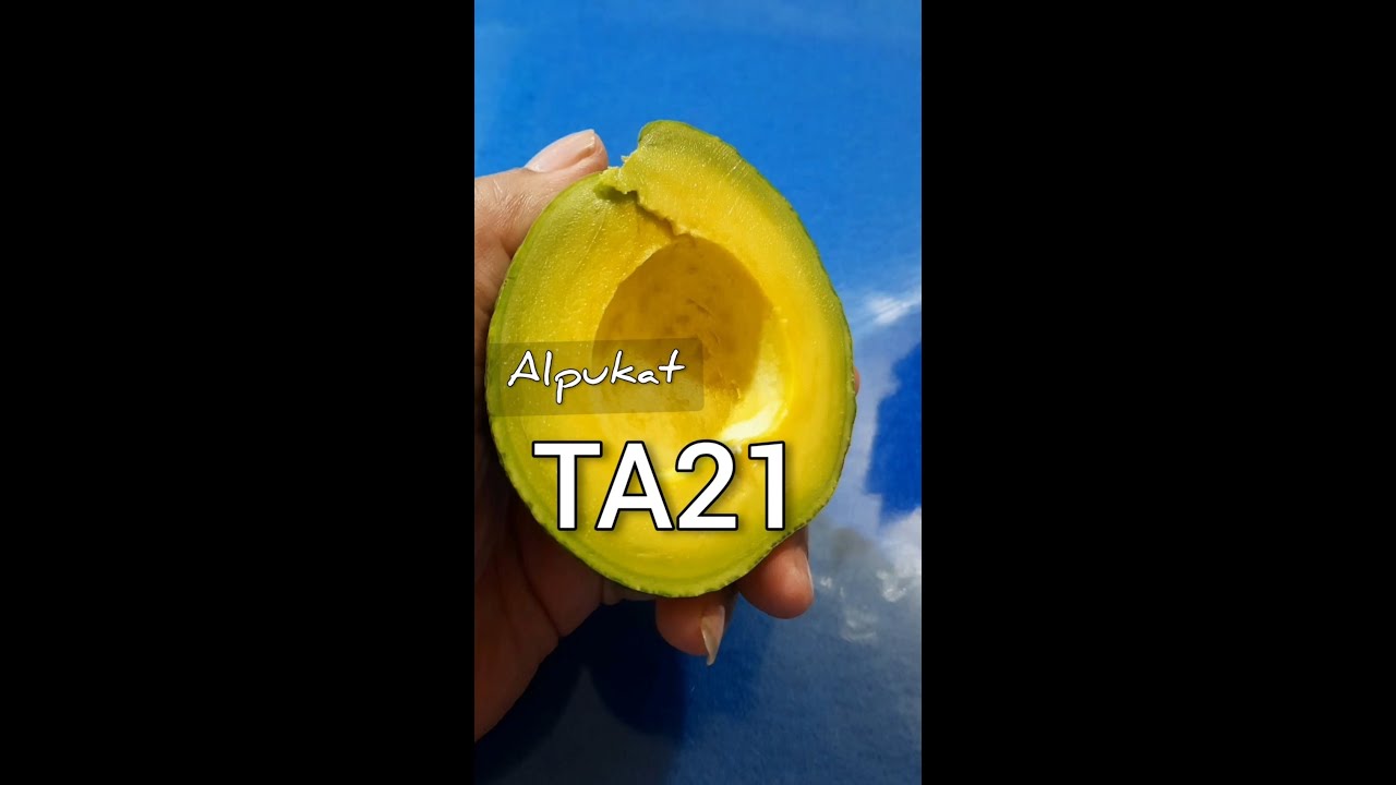 Rasa buah Alpukat TA21 matang sempurna #alpukat #alpukatta21 - YouTube