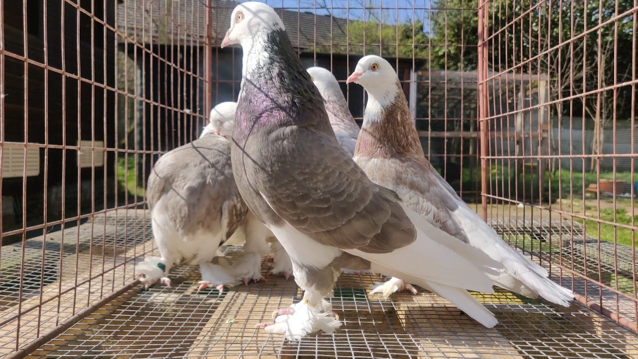 West Of England Tumbler Pigeons - YouTube