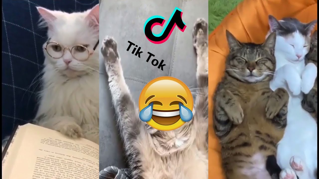 short funny cat videos 2020 😹😹 - YouTube