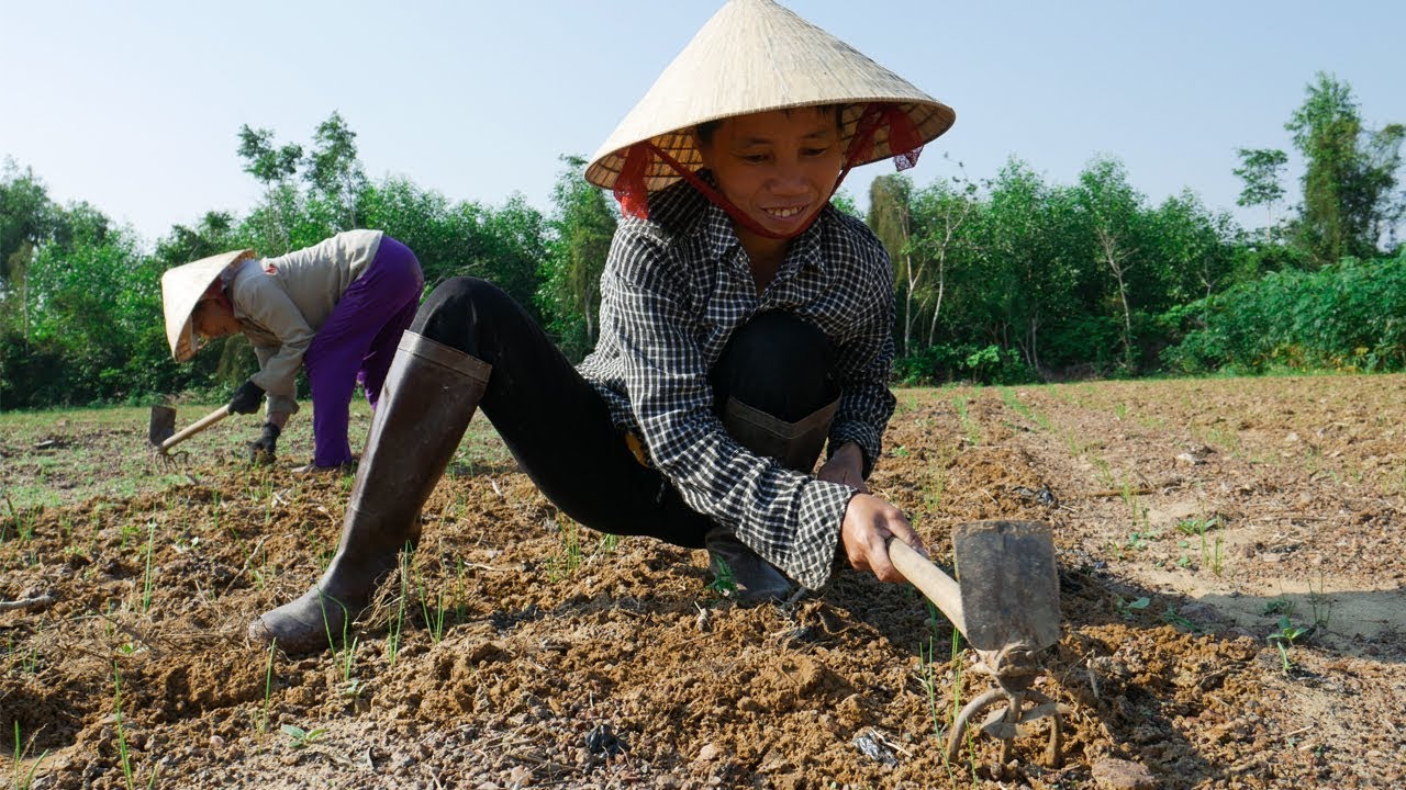 #12 How To Turn Over Soil For Allium Chinense | Rural Areas - YouTube
