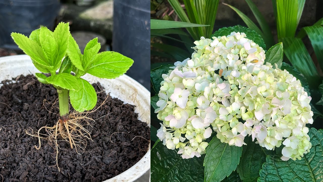 The hydrangea stem will grow full of roots and sprouts thanks to this ...