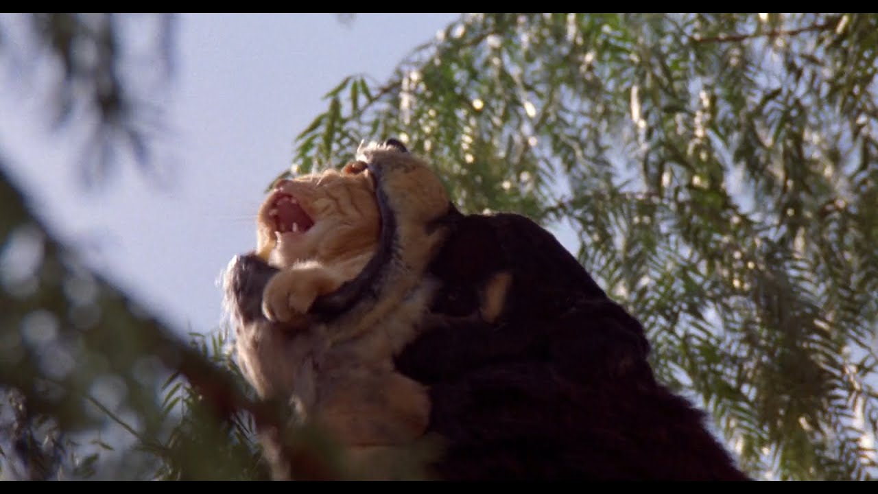 Man's Best Friend (1993) Cat Scene - YouTube