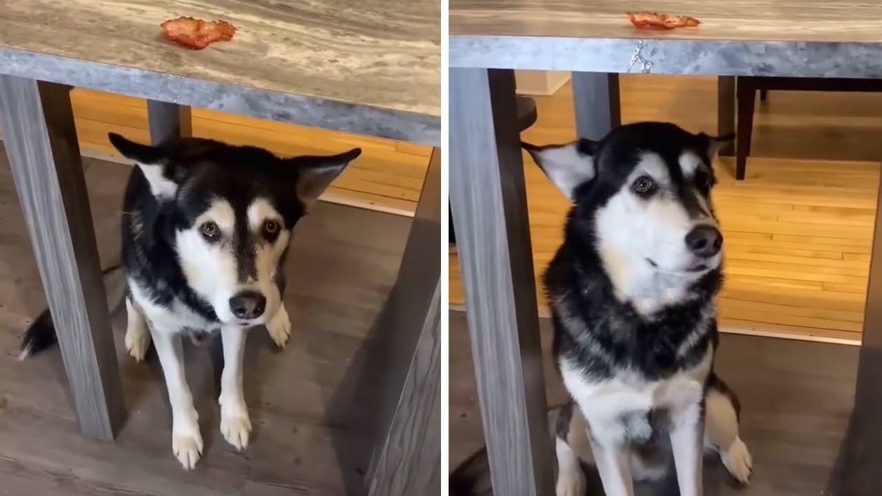 Owner pulls off hilarious bacon prank on his husky #Shorts - YouTube