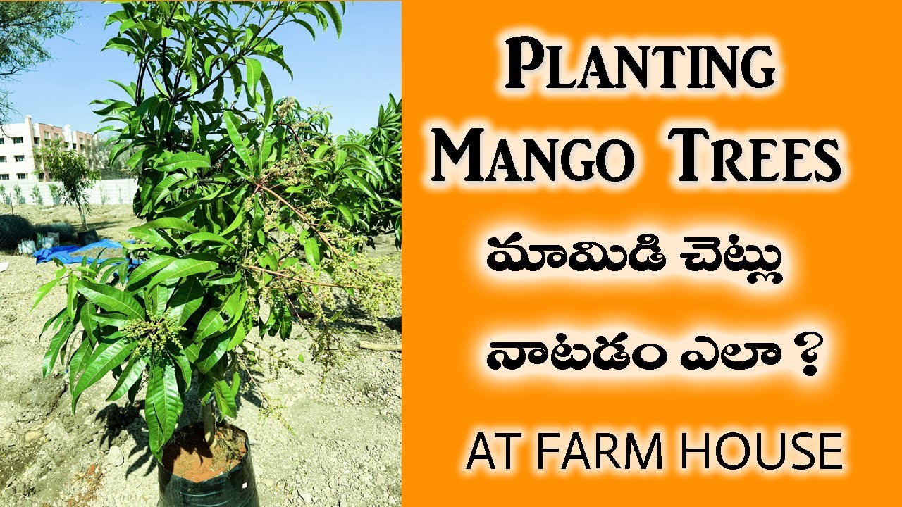 Mango Trees Planting at Farm house || BEST FARM HOUSE || - YouTube