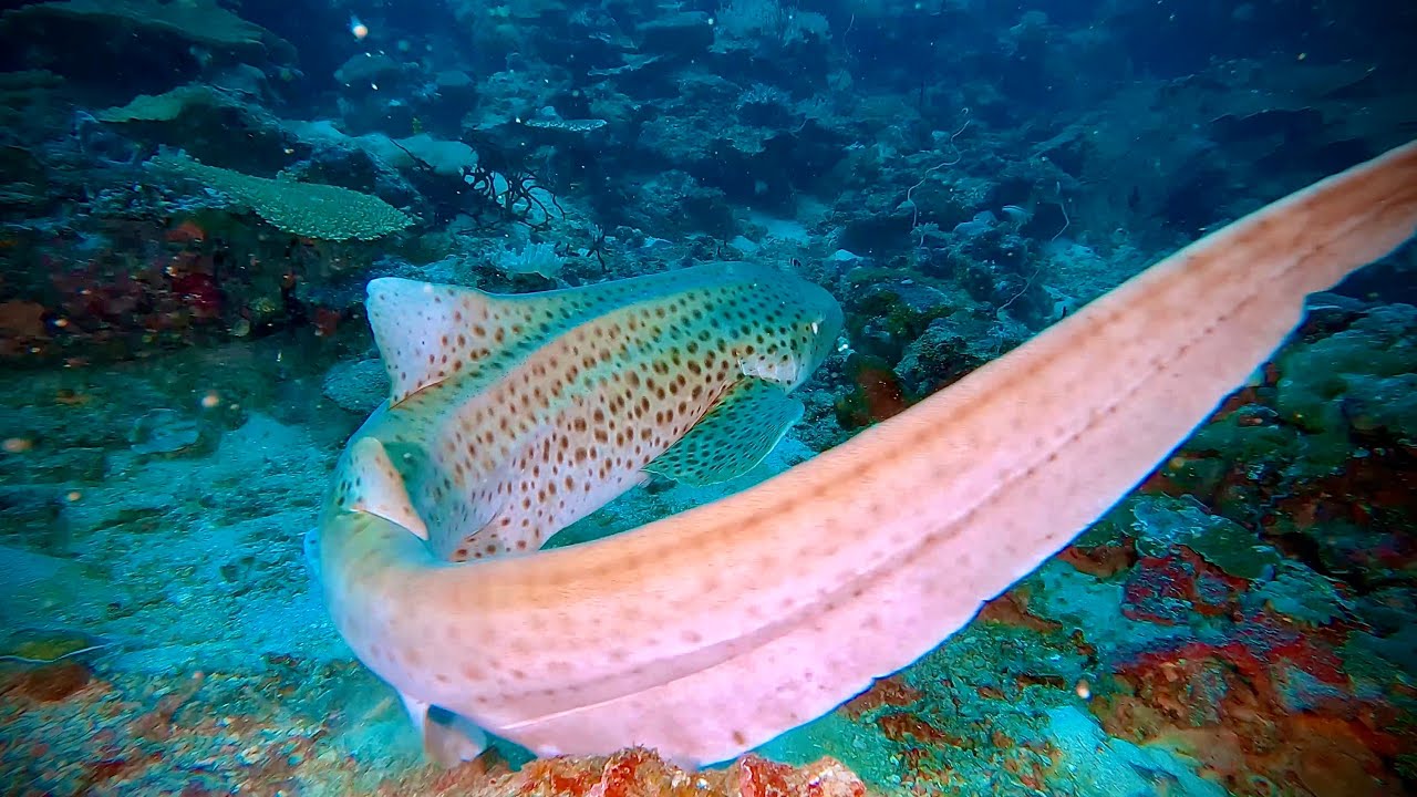 INSANITY! EXTREME CLOSE-UP OF A GIANT LEOPARD SHARK! DIVING IN PAPUA ...