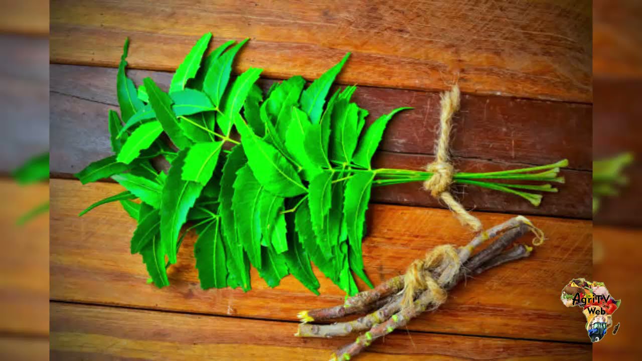 CULTIVER LE NEEM et transformez en huile de neem - YouTube