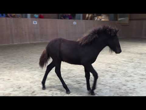 Stigur vom Riggau Fohlenprüfung Wurz 2018