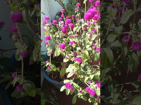 terrace garden vaadamalli flowers - YouTube