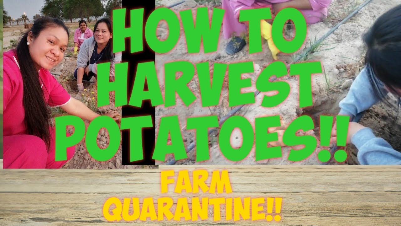 HOW TO HARVEST POTATOES''FARM QUARANTINE KUWAIT!! - YouTube