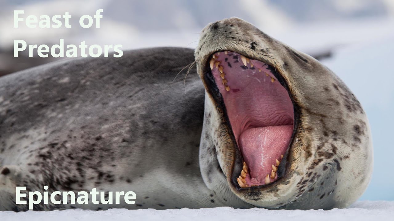 Feast of Predators - Nature Documentary - YouTube