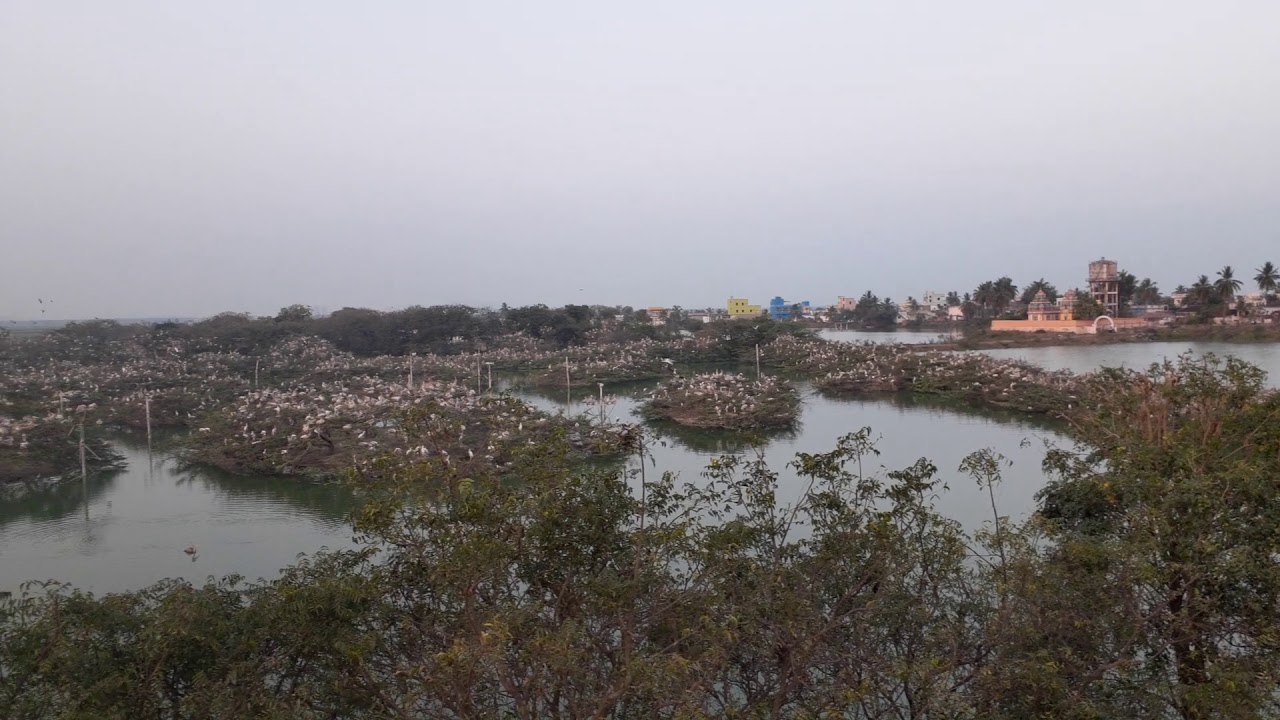 Uppalapadu Bird Sanctuary - YouTube