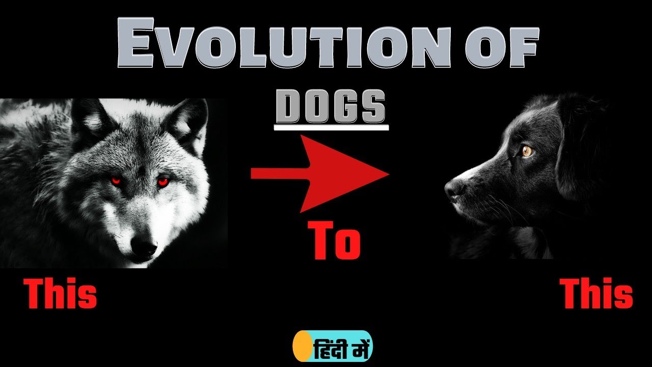 Evolution of Dogs hindi|evolution of dogs|Wolf To Dogs|Dog evolution ...