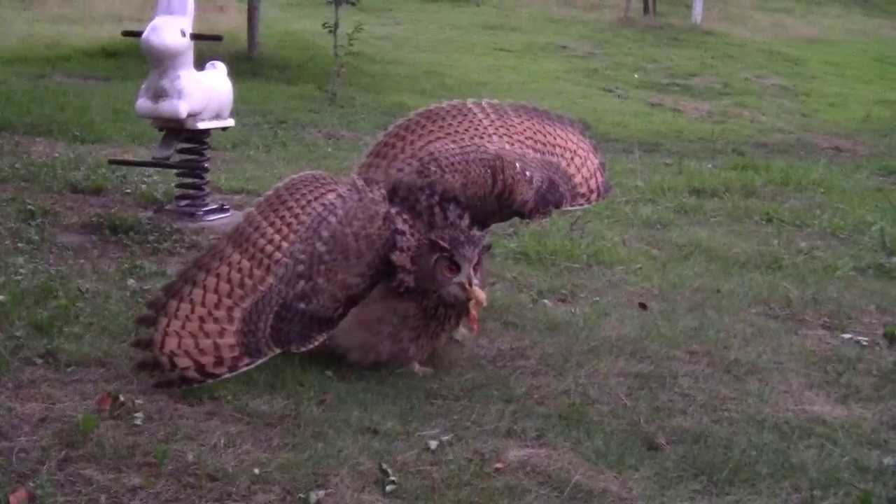 We had the training of Eagle Owl in Saga Prefecture Science Center ...