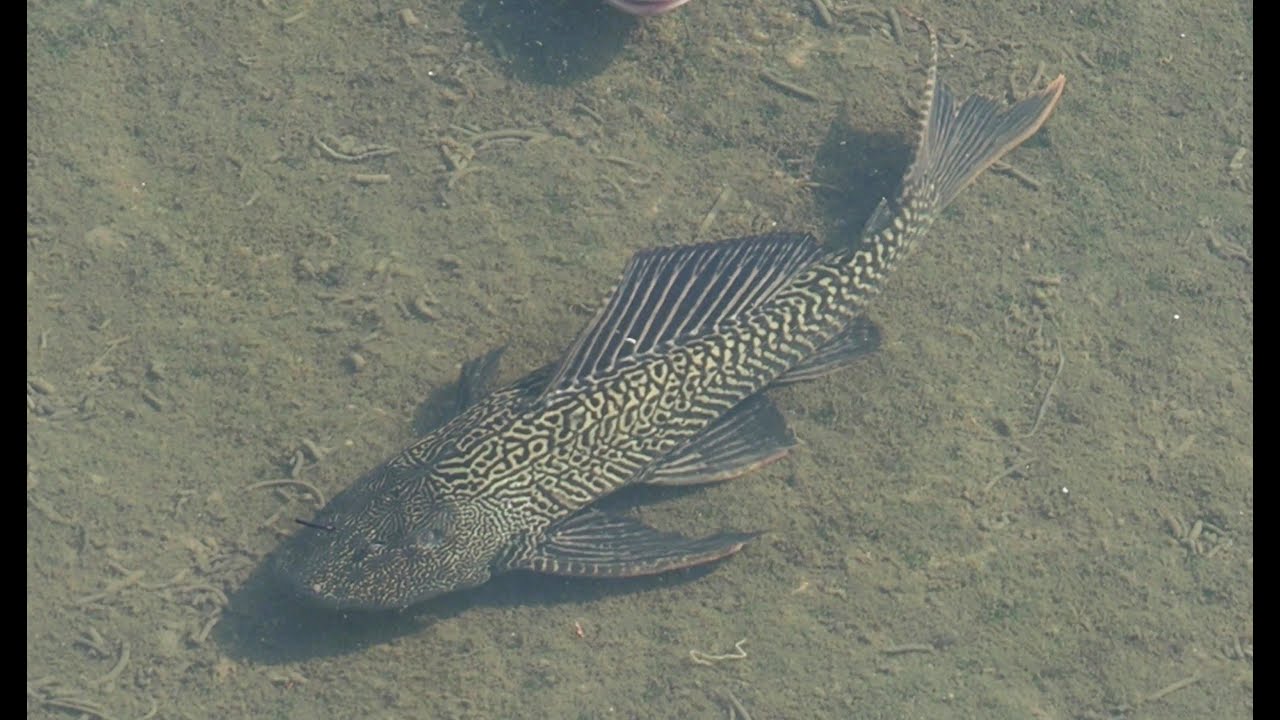 1130623 Amazon sailfin catfish is an alien fish in Taiwan. - YouTube