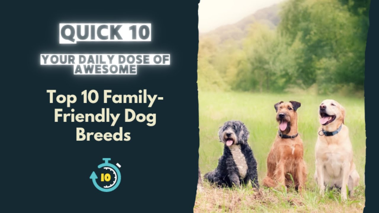 The Best Family Dogs (Top 10 Family Friendly Dog Breeds) - YouTube