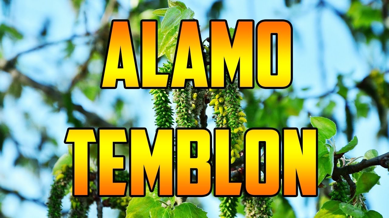 ALAMO TEMBLON #benefits Populus tremula 🌿¿PARA QUE SIRVE ? Usos🌿 # ...