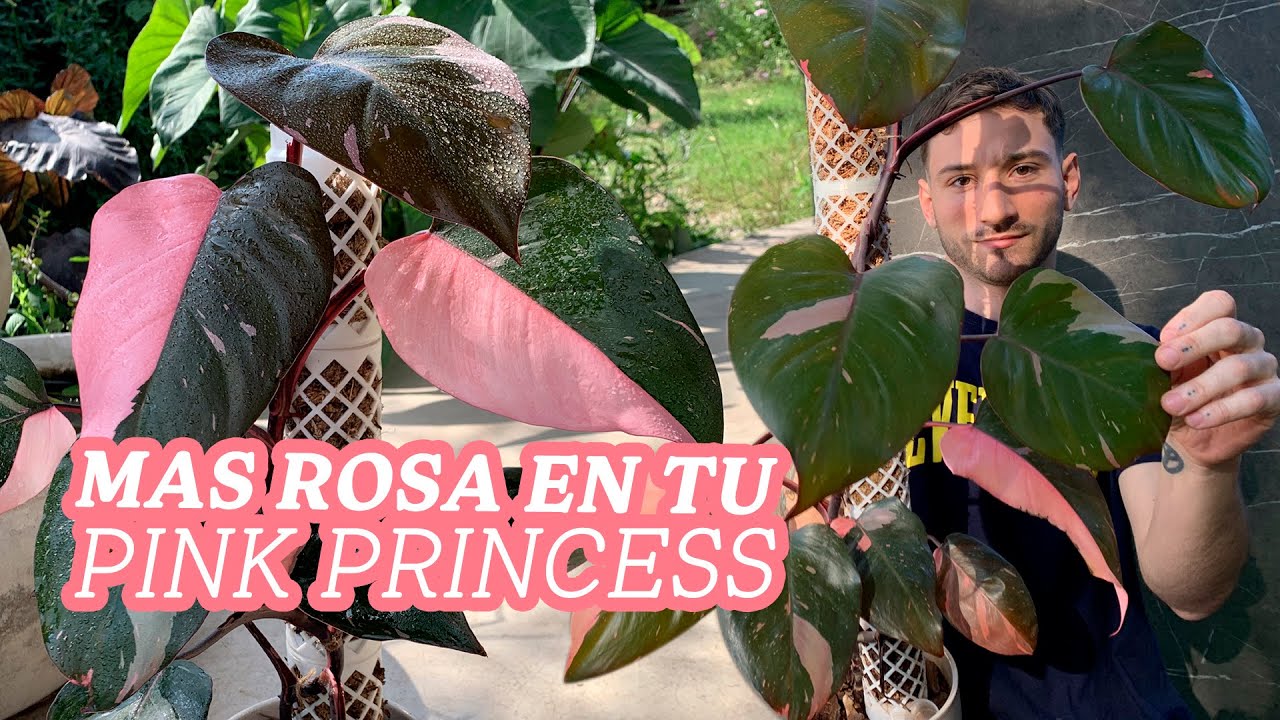 Cuidados del Philodendron Pink Princess! Claves para mantener su ...