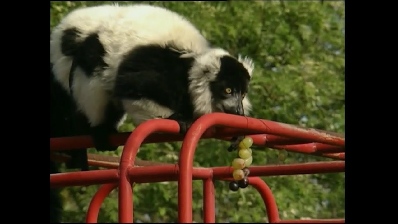 Tots TV - Lemur (1993) - YouTube