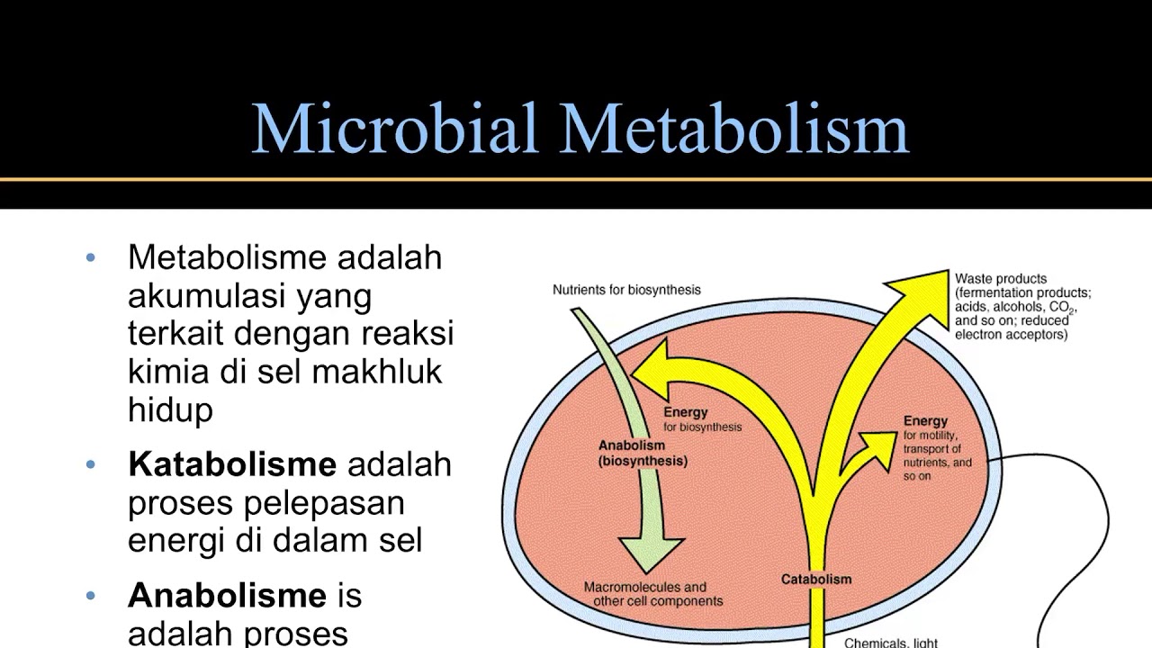 Enzim dan Metabolisme sel - YouTube