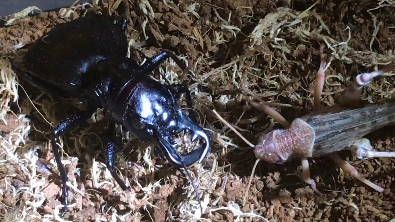 Manticora Tiger Beetle Attempt Feeding Plus Some Amazing Footage - YouTube