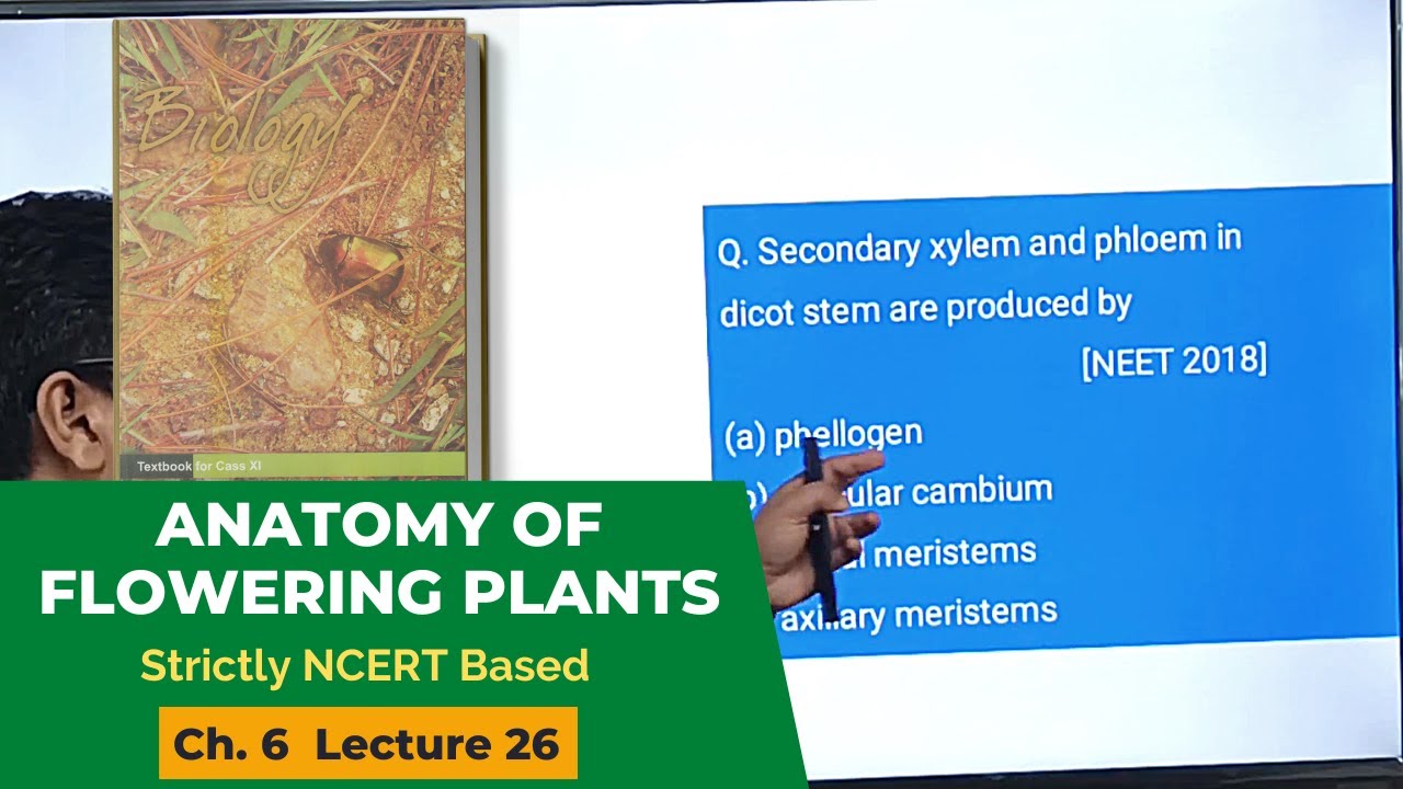 Spring Wood And Autumn Wood Anatomy Of Flowering Plants NCERT Class spring-wood-and-autumn-wood-anatomy-of-flowering-plants-ncert-class