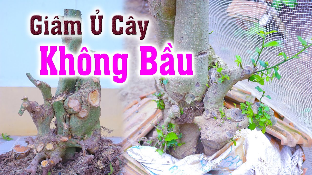 Giâm Ủ Cây Không Bầu đơn giản - Không cần thuốc Kích Rễ - YouTube