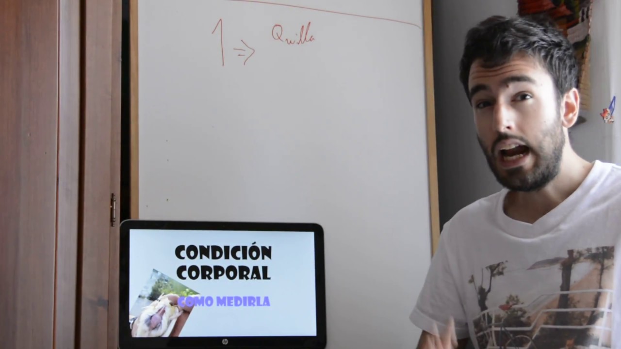 COMO MEDIR LA CONDICIÓN CORPORAL. - YouTube
