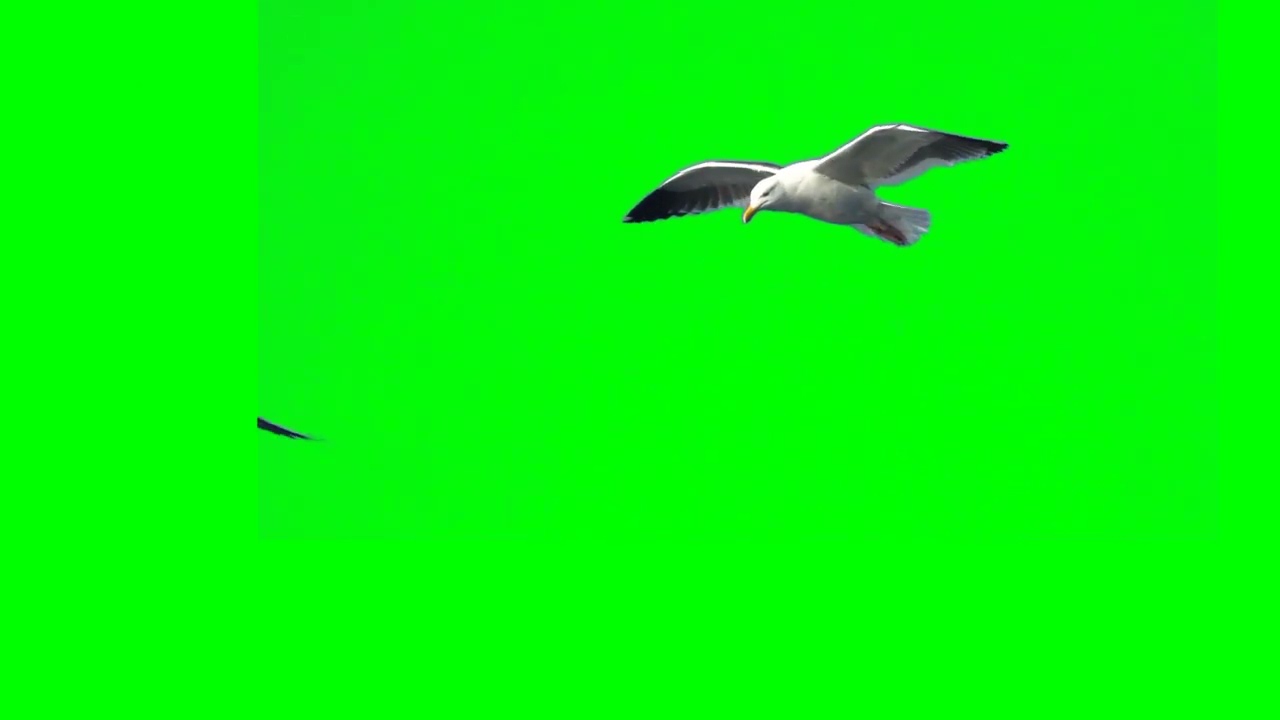 green screen BIRD.. - YouTube