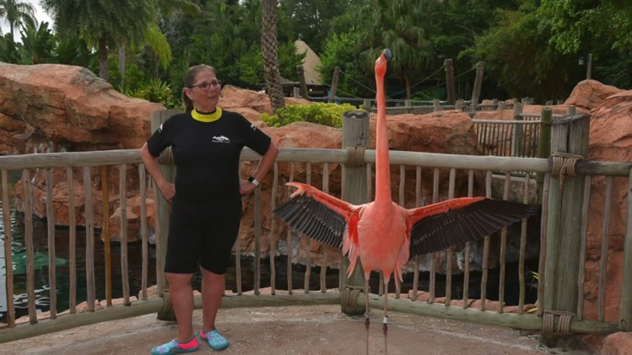National Pink Flamingo Day! June 23, 2021 - YouTube