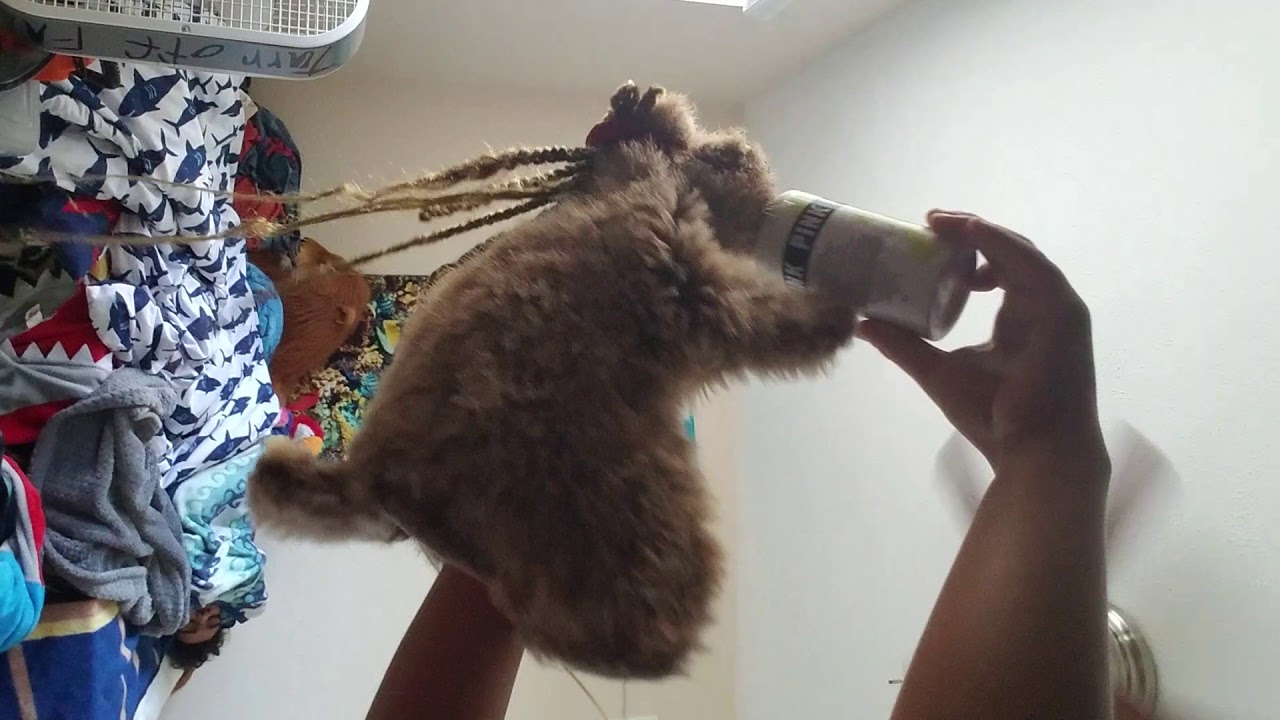 Vakisha made Mexican bird mad - YouTube