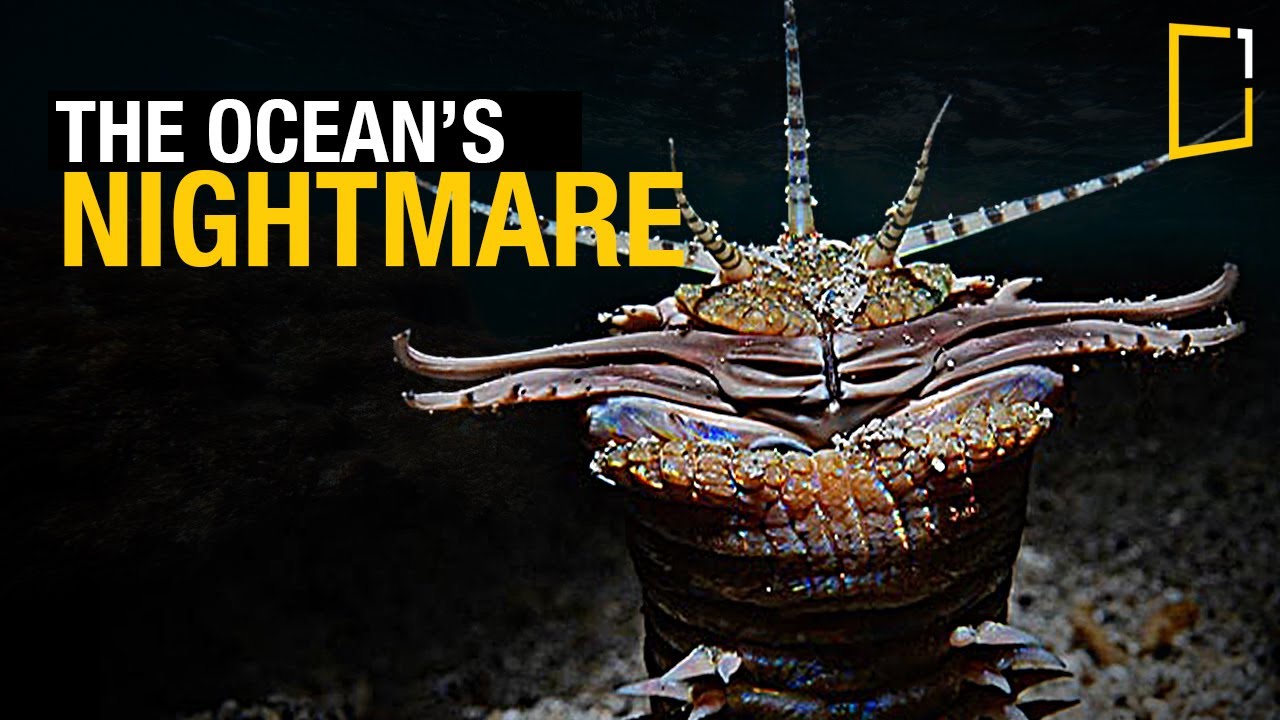 Bobbit Worm: The Ocean’s Most Terrifying Predator! - YouTube