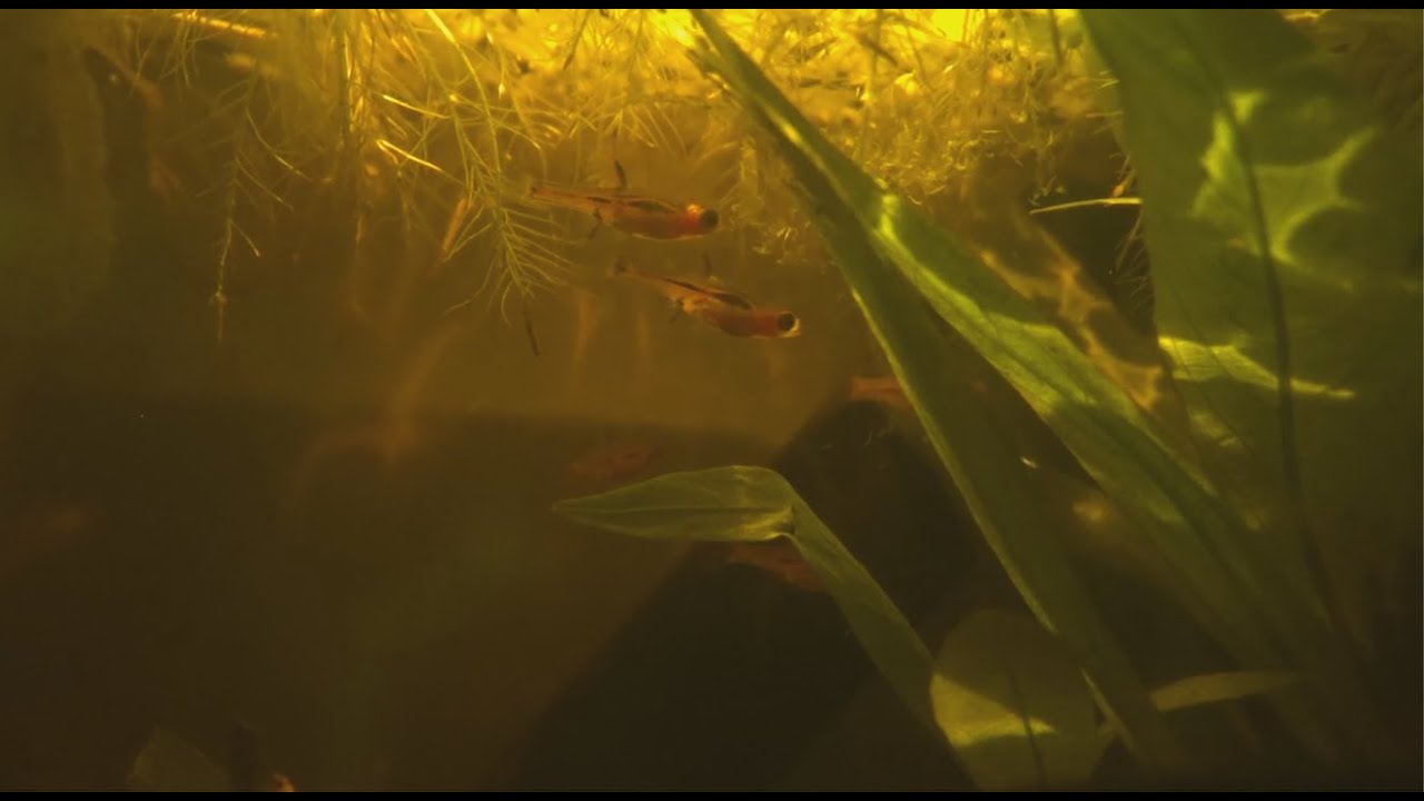 Chili Rasboras in Natural Aquarium - Cinematic - YouTube