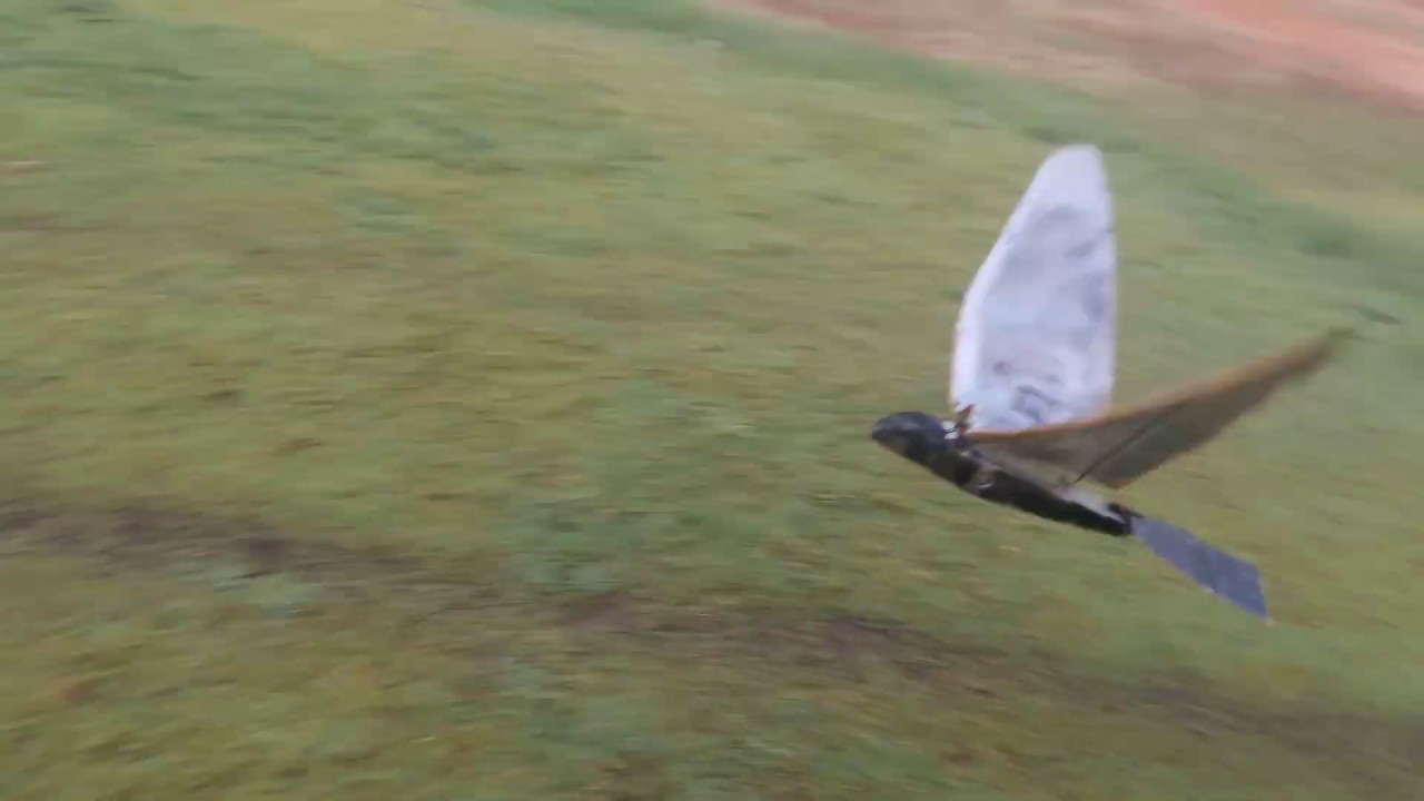 #Ornithopter#robird india - YouTube