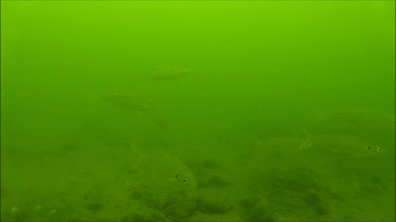 Tooradin channel Westernport Bay Fishing burley pot Cam - YouTube
