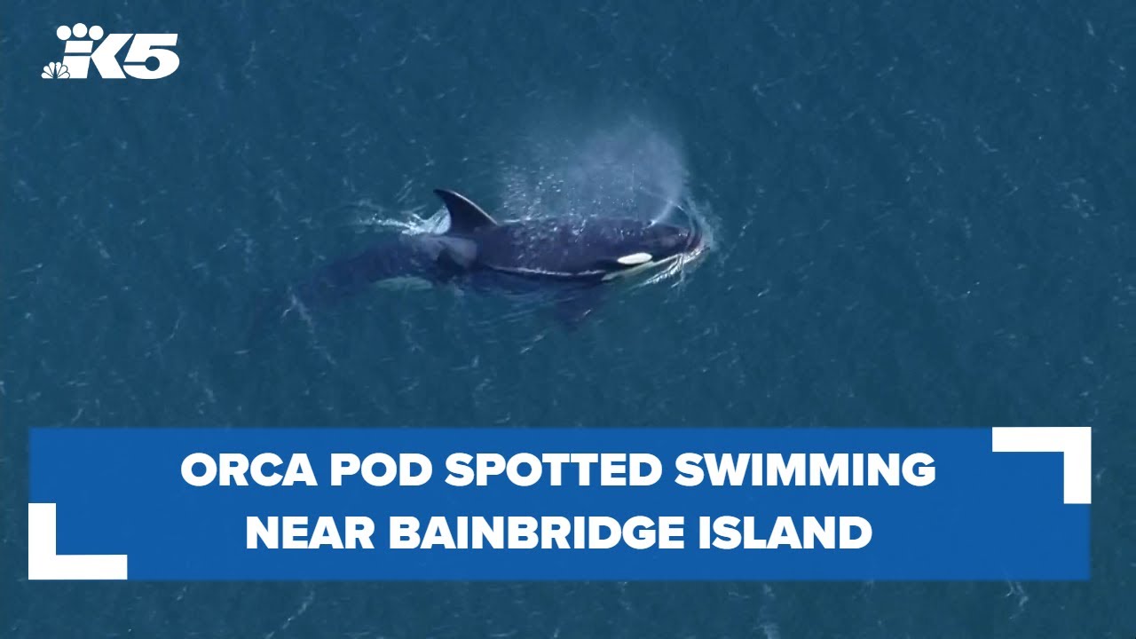 Orcas spotted west of Seattle - YouTube