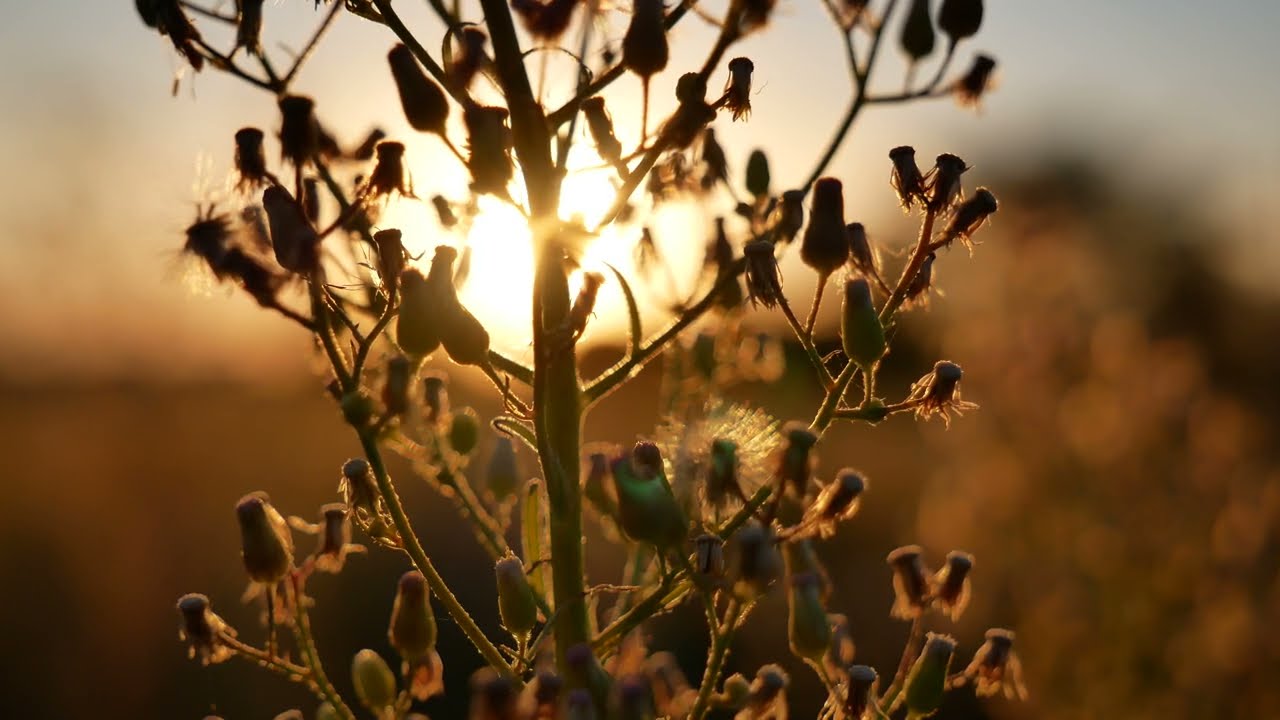Sunset, Evening, Sun Rays Through Plants, Gentle Colors, Background ...