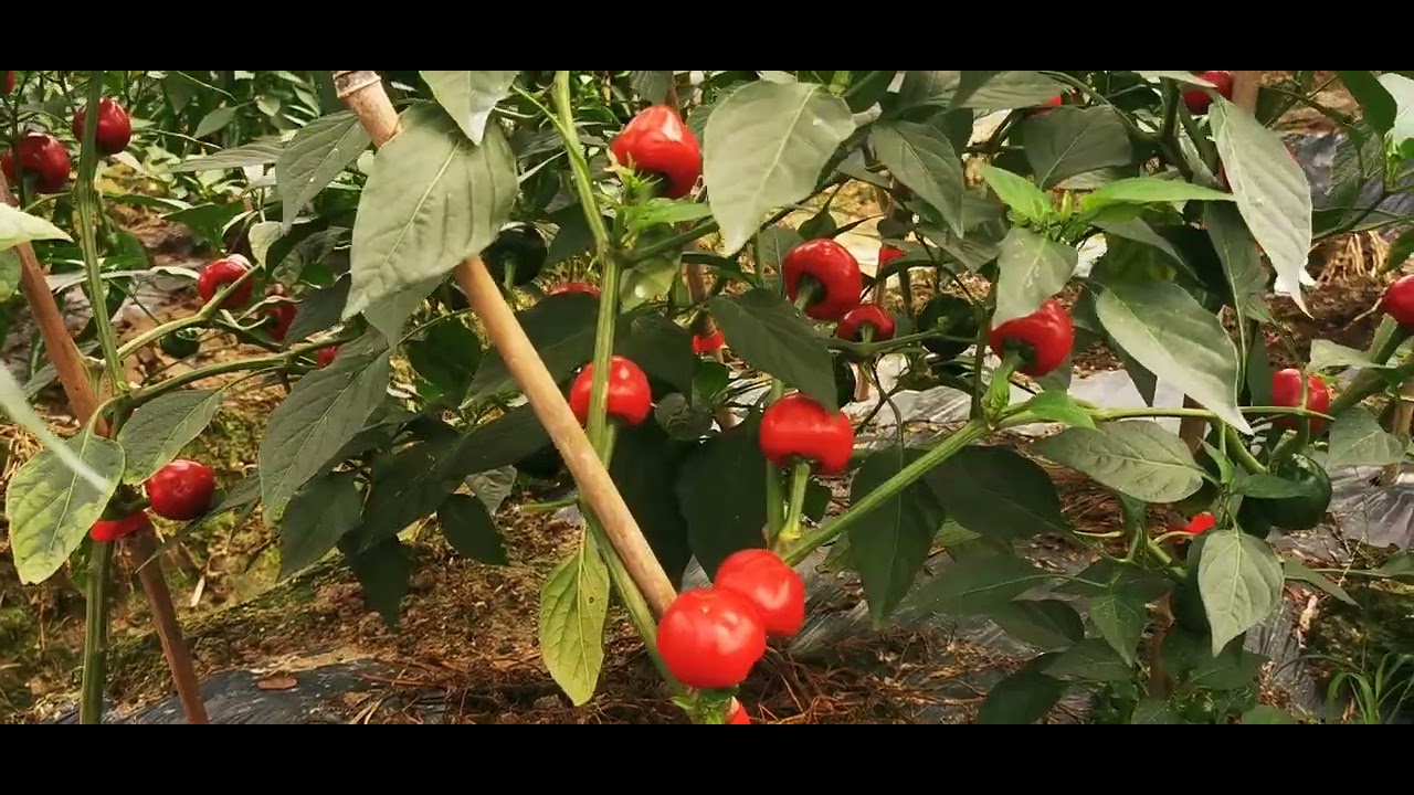 cherry type round small fruit excellent quality hot peper seeds ...