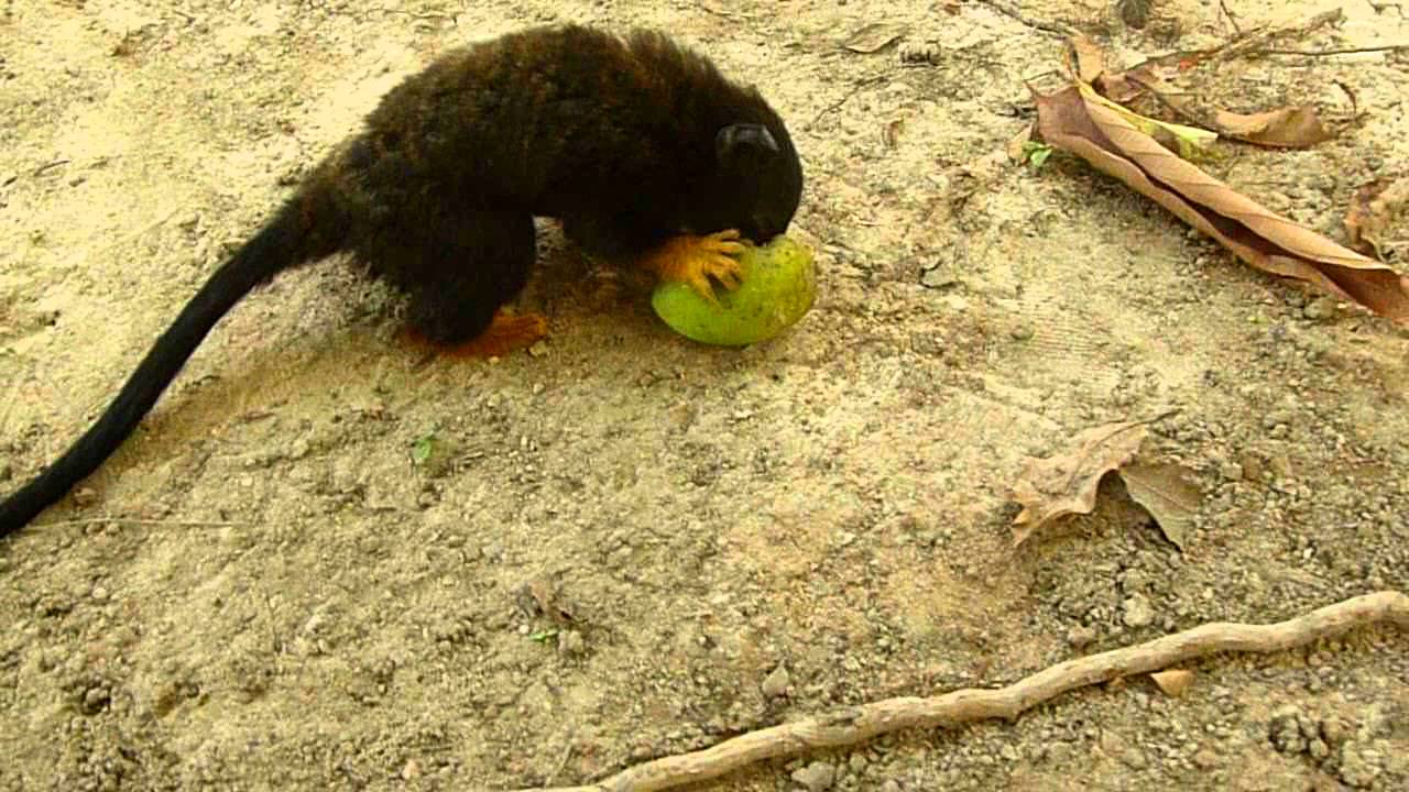 macaco de ouro - YouTube