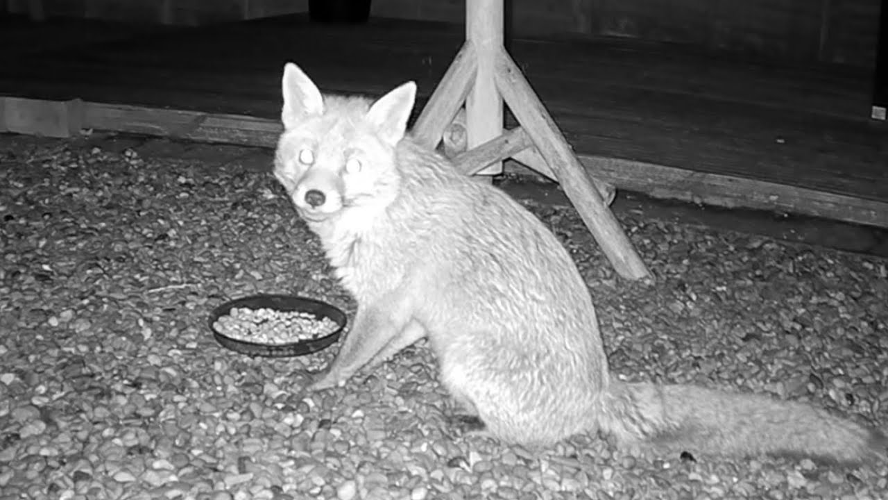 Just so cute! The injured fox arrives and literally settles in for a ...