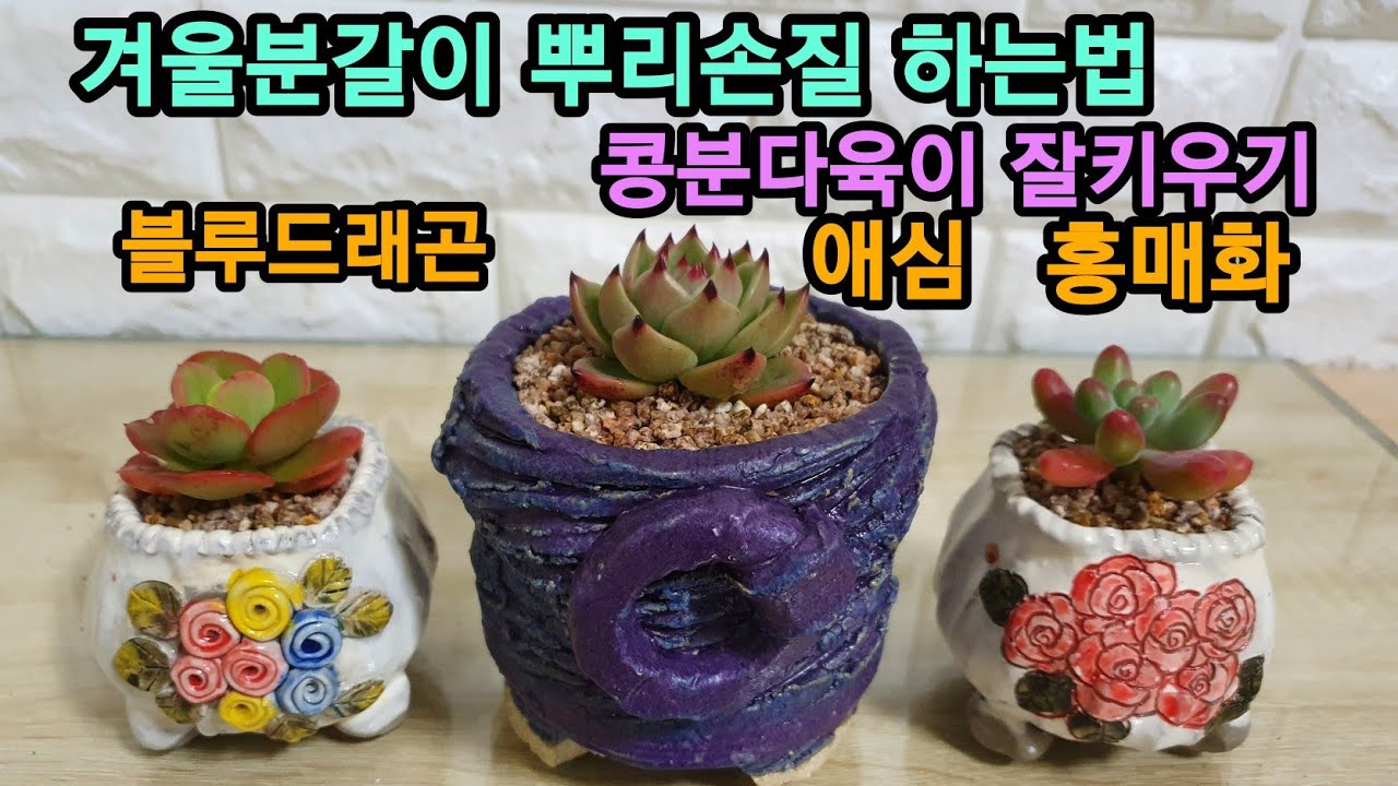 다육이♡ 겨울분갈이 뿌리손질 하는법💓 콩분다육이 잘키우기💓블루드래곤애심홍매화 Youtube