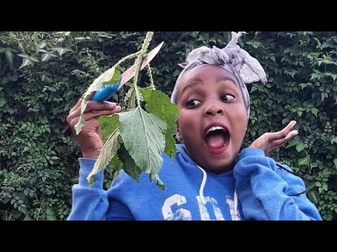village routine...why I use thabai( stinging nettle) frequently 😜 - YouTube