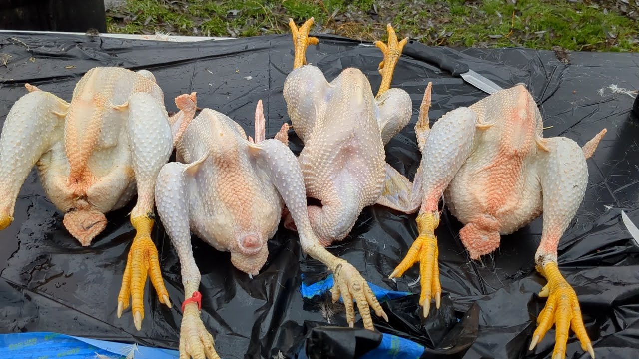 Stew Hen Meat Preservation - Canning, Freezing, Cooking - YouTube