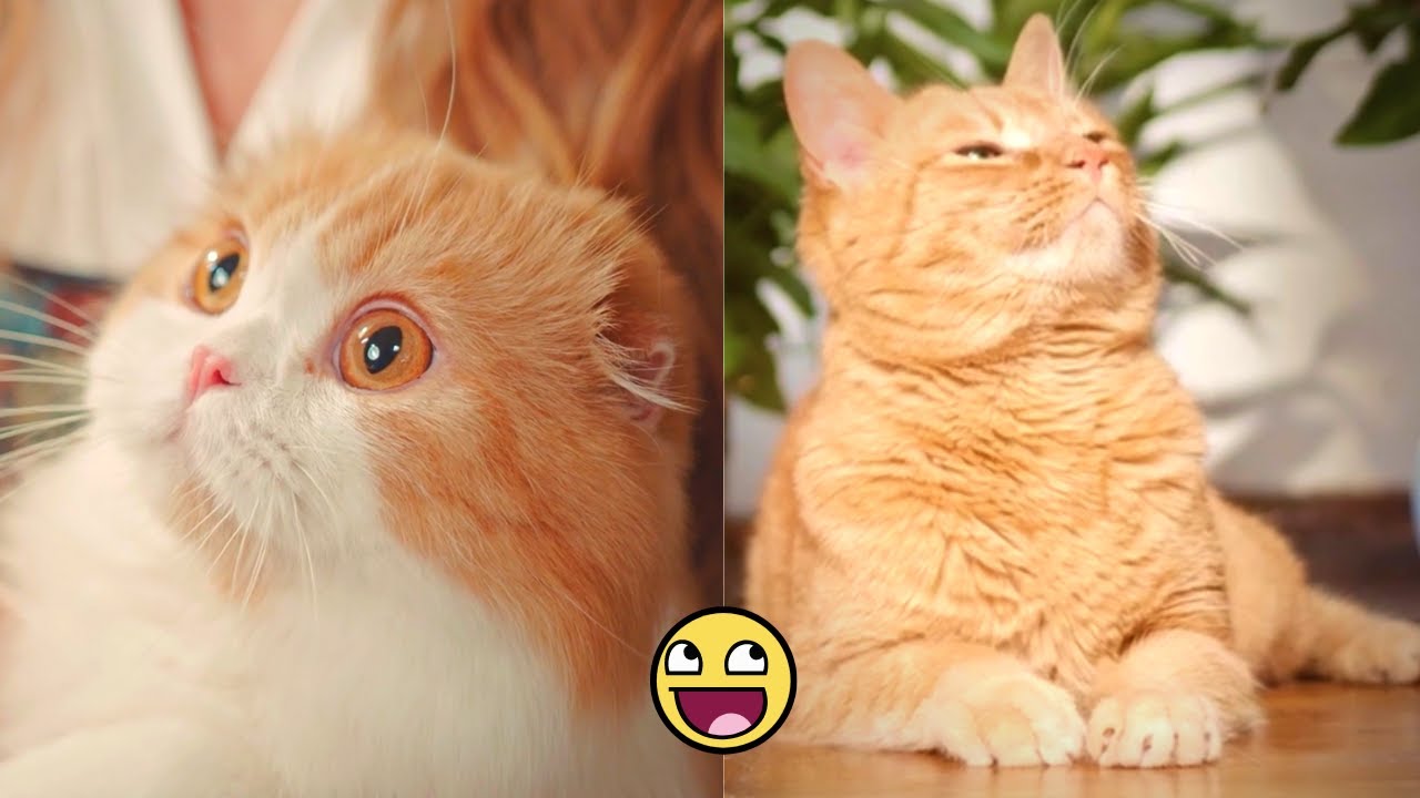 Cuteness Explosion! Watch These Kittens Melt Your Heart! - YouTube