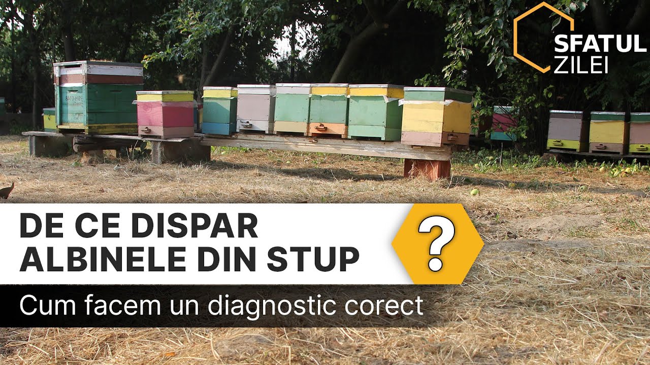 De ce dispar albinele din stup. Cum facem un diagnostic corect? - YouTube