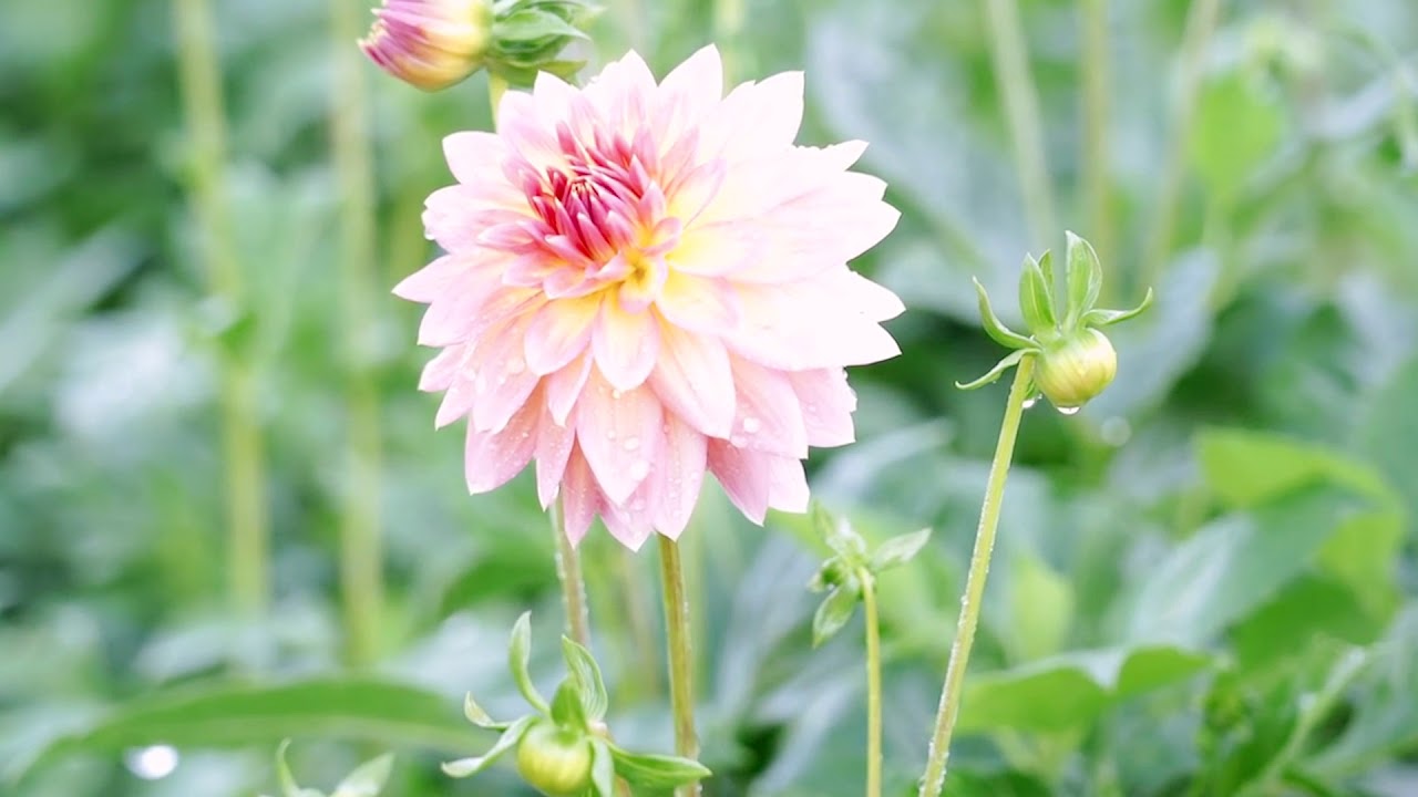 aw hi aw kaw ko mai - YouTube