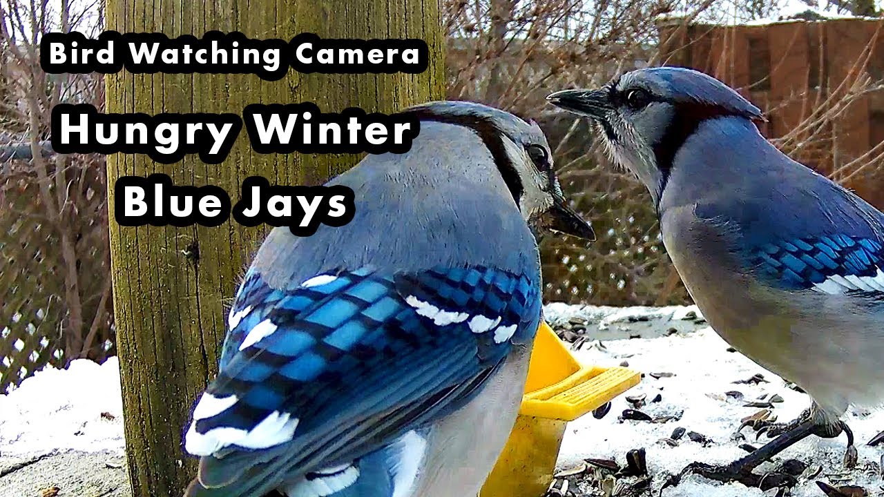 Bird Watching Camera - Hungry Blue Jays Hopping Around The Feeder - YouTube