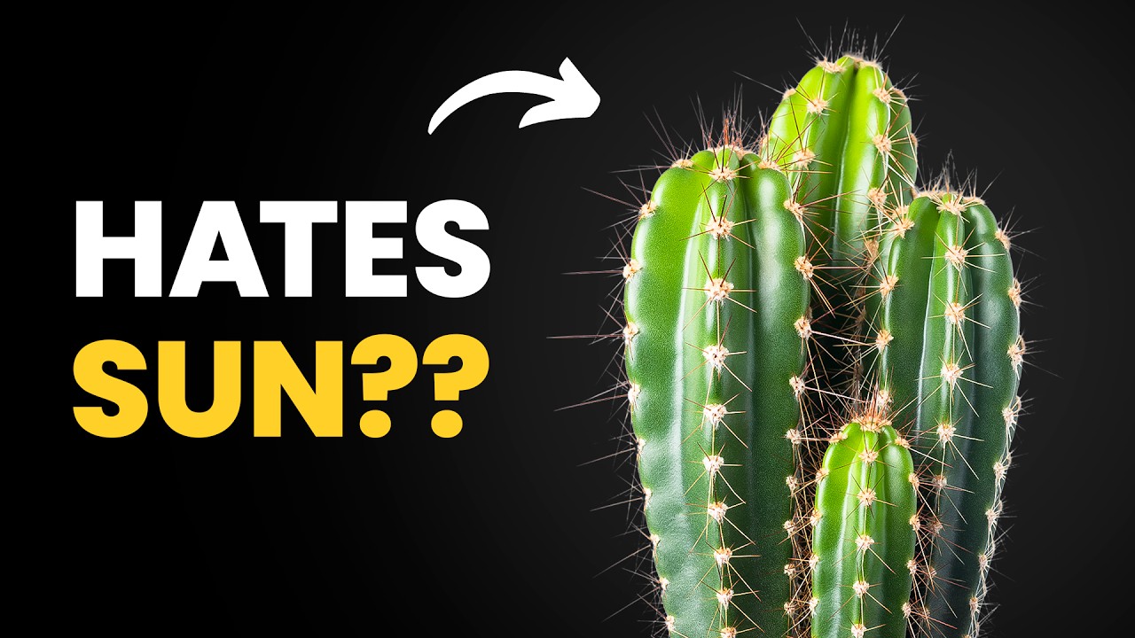 Most People Get This Wrong About Their Cactus - YouTube