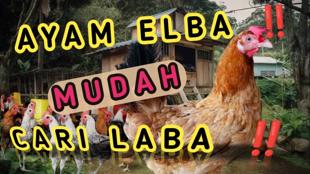 TERNAK AYAM ELBA MUDAH CARI LABA, AYAM KAMPUNG PETELUR UNGGUL, MANTAP ...